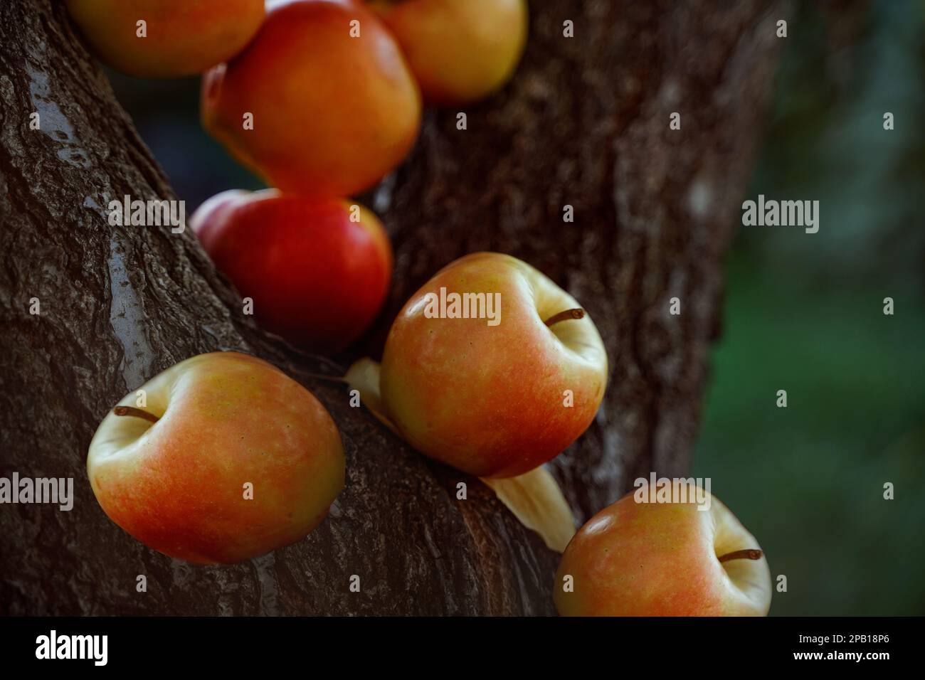 Apple falling from tree Banque de photographies et d’images à haute ...
