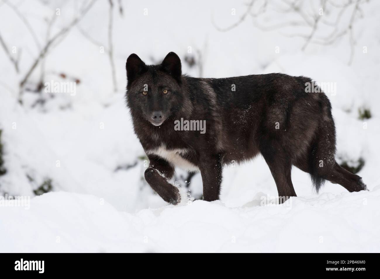 Loup algonquine (Canis lupus lycaon), hiver, neige, parc de chasse de ...