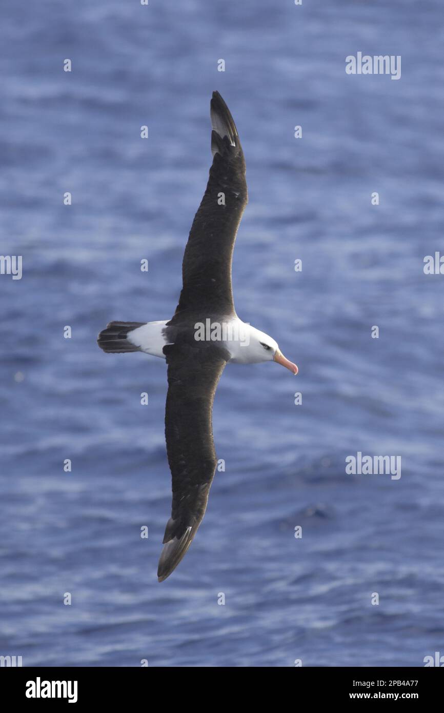 Campbells albatros Banque de photographies et d’images à haute ...