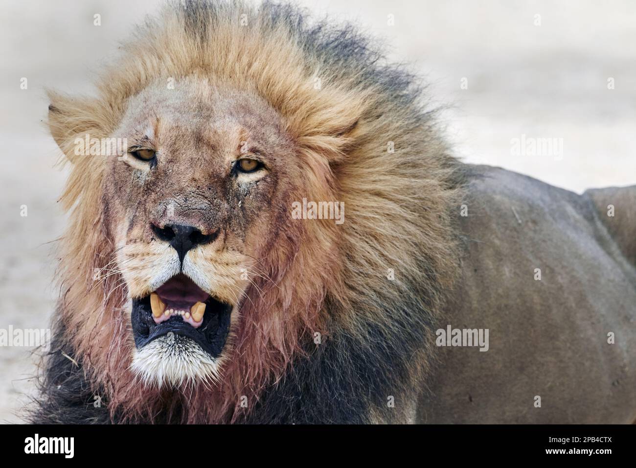 Lion transalvaal, lion sud-africain (Panthera leo krugeri), Panthera ...