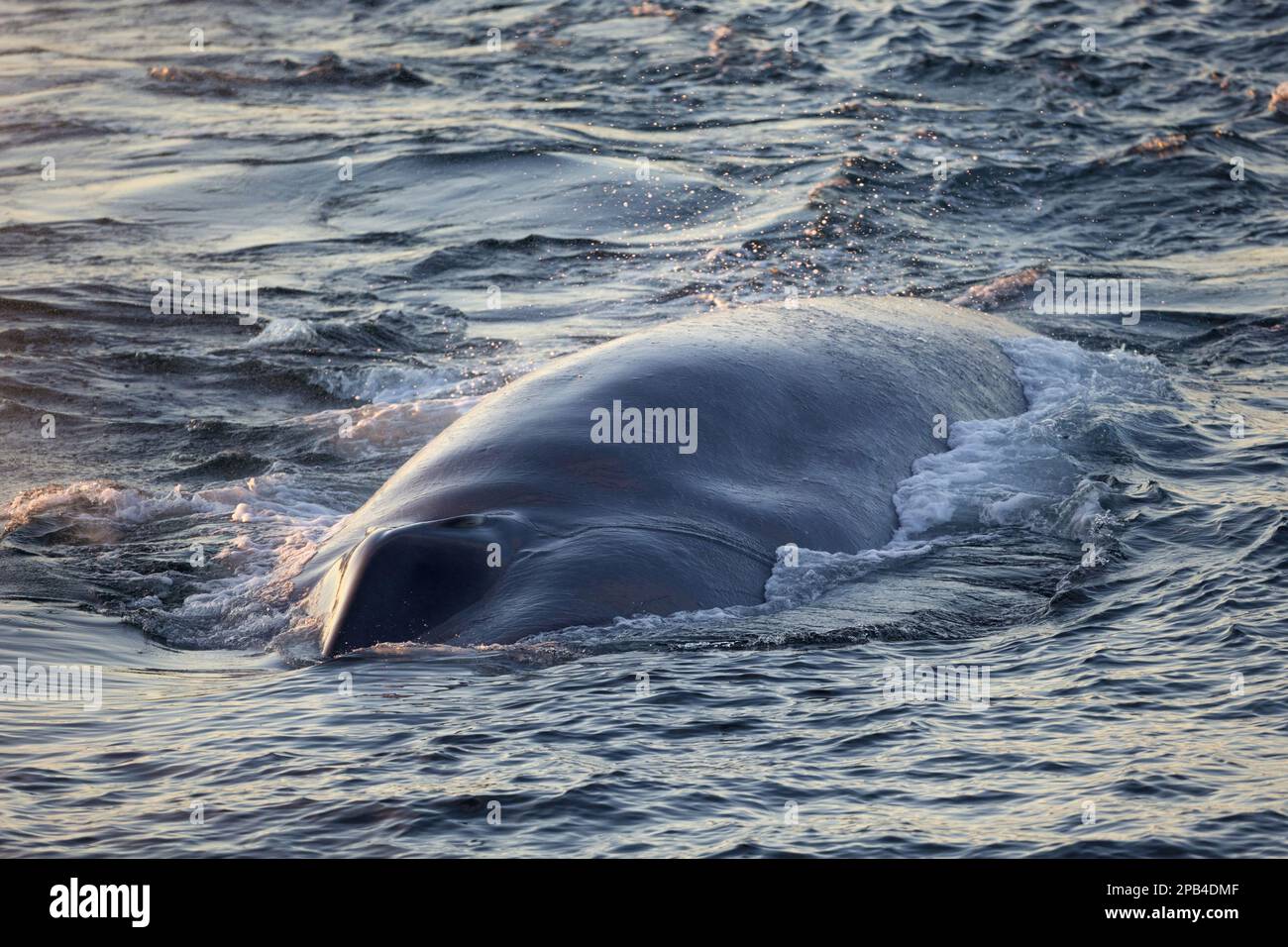 Baleine bleue, baleine bleue (Balaenoptera musculus), baleine boréale, mammifères marins ...