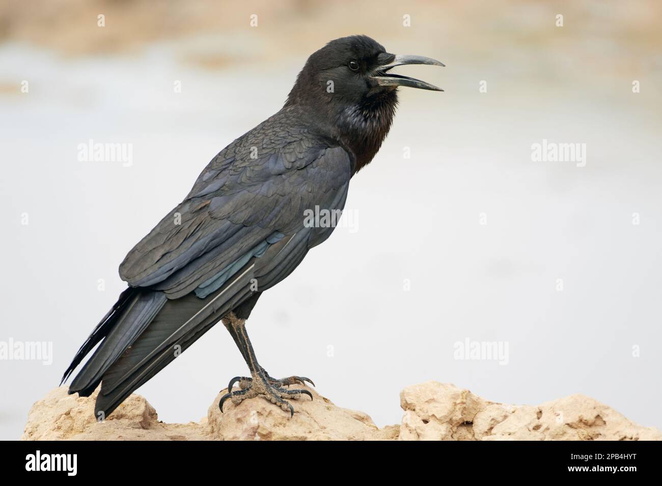 Corbeau du Cap, corneilles du cap (Corvus capensis), corbeau, corvidés ...