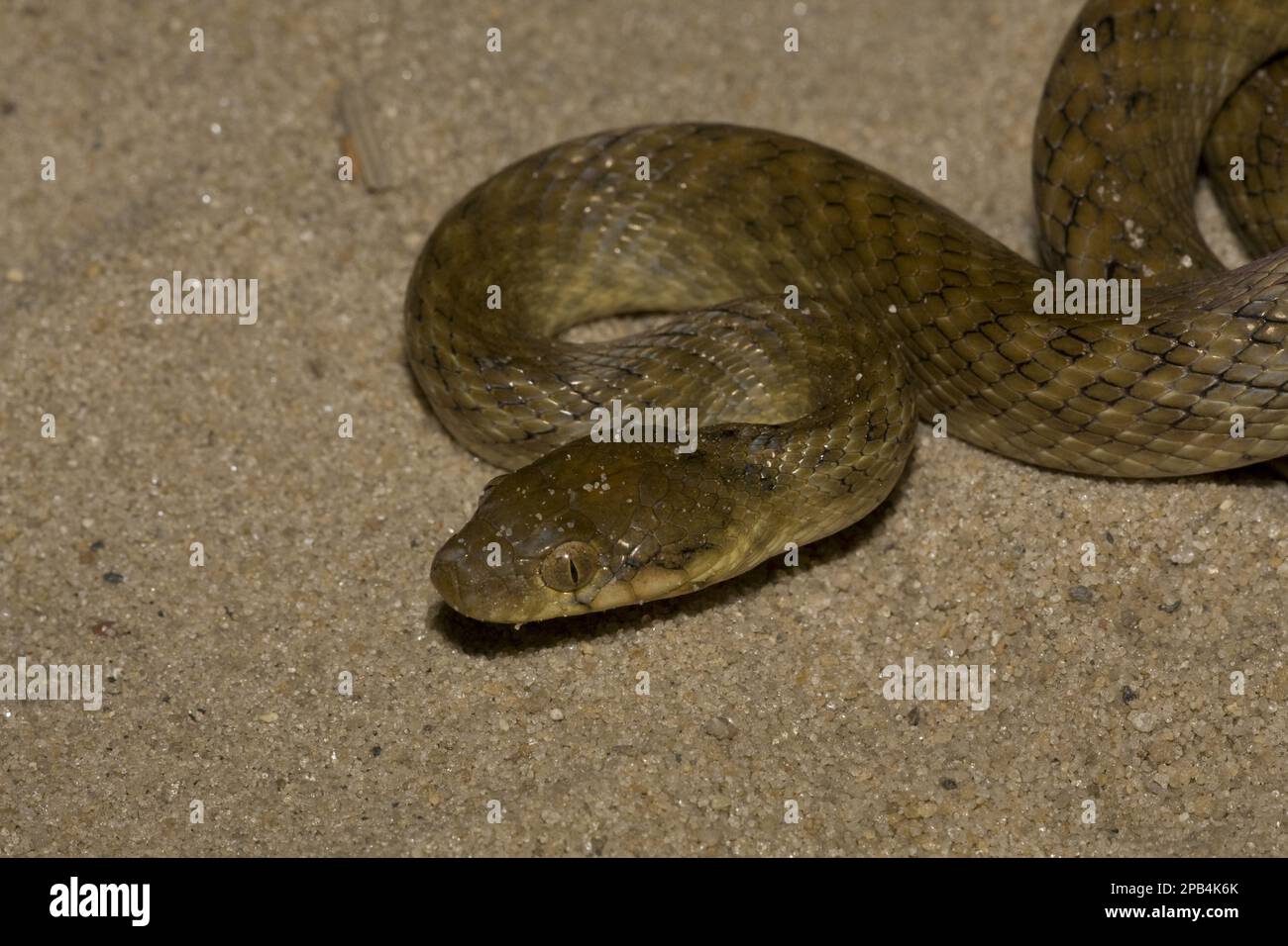 Chat malgache aux yeux de serpents Banque de photographies et d’images ...