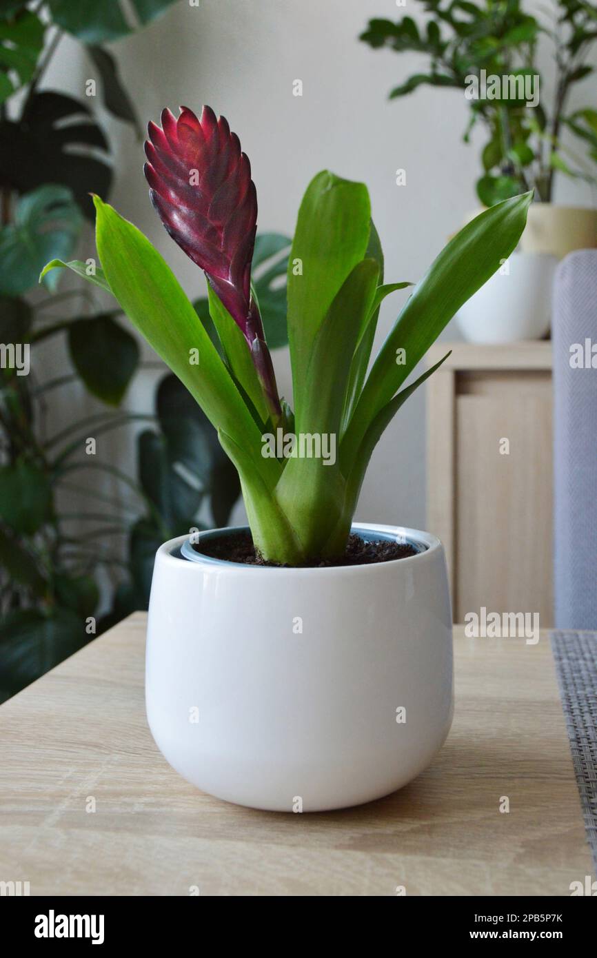 Broméliacée ou la planter Banque de photographies et d’images à haute ...