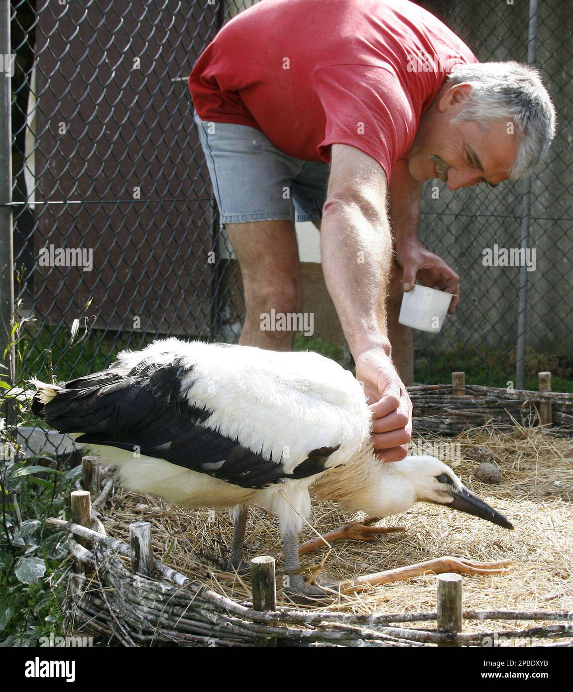 Storchenvater Martin Lang versorgt am Dienstag, 12. Juni 2007, in ...