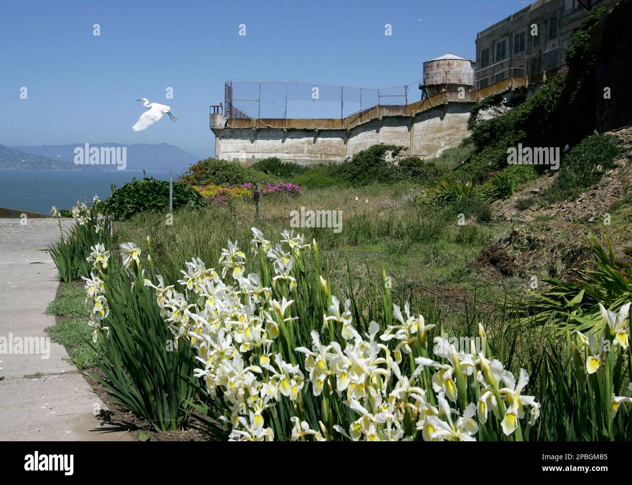 ** FOR IMMEDIATE RELEASE **A egret flies over a group of flowers on the ...