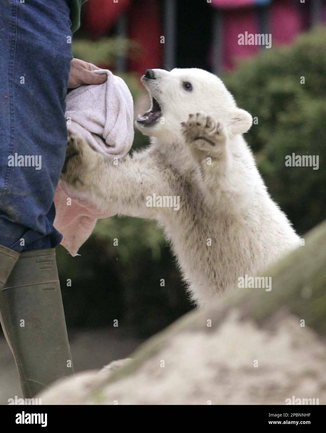 **RECROPPED VERSION OF BAU104**Der Eisbaer Knut spielt am Dienstag 3 ...