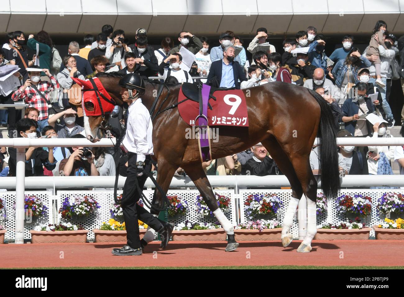 Gemini King est conduit à travers le paddock avant le HANSHIN 8R le ...