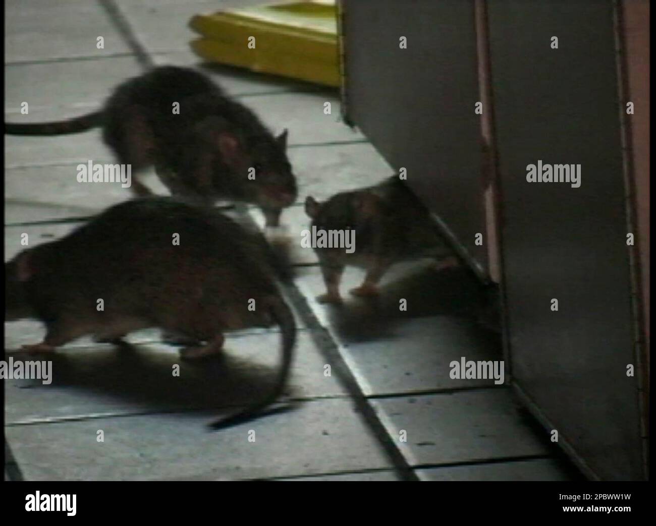 **FILE**Rats move around inside a KFC-Taco Bell restaurant in the ...