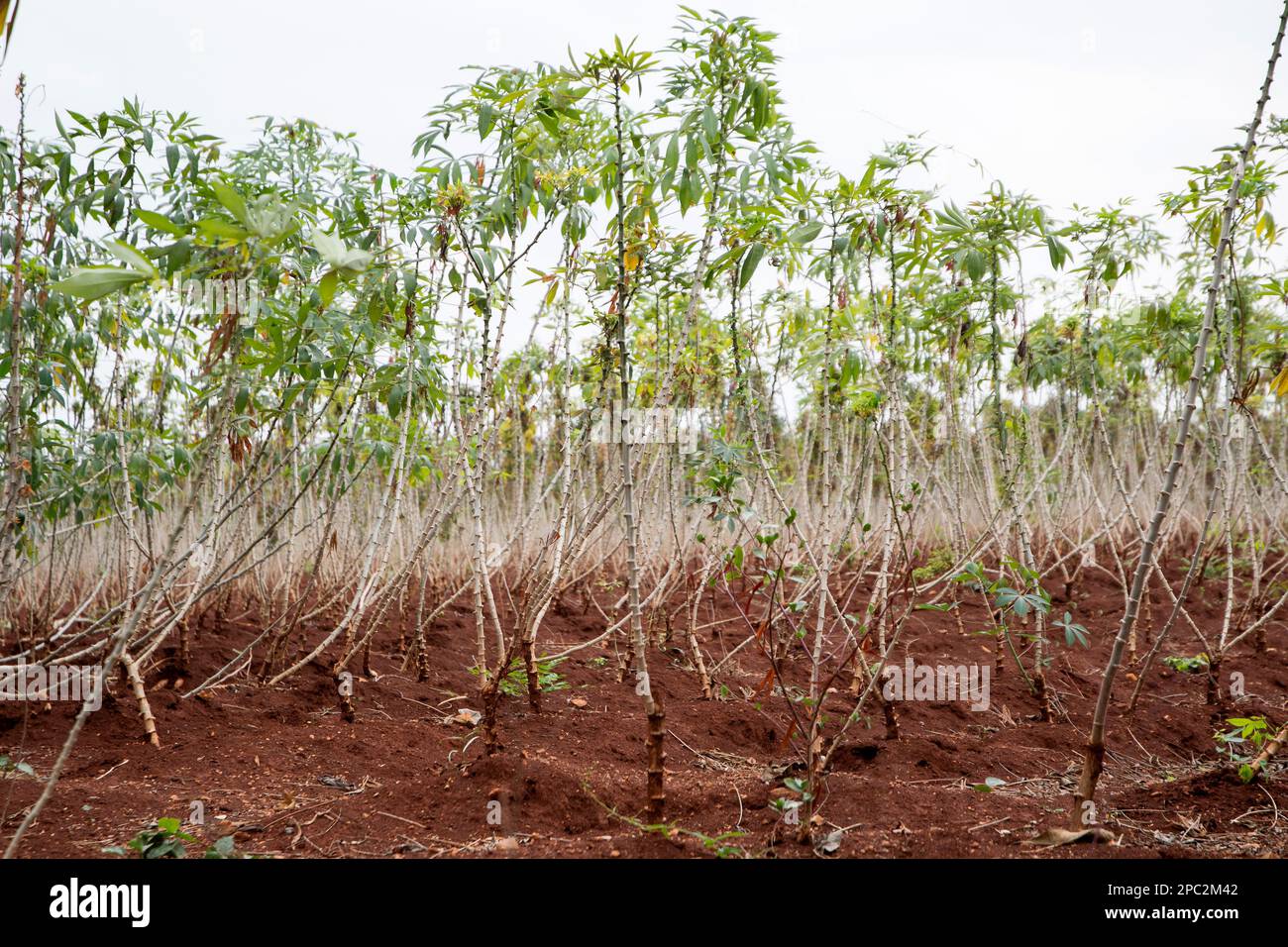 Saison de plantation du manioc Banque de photographies et d’images à ...