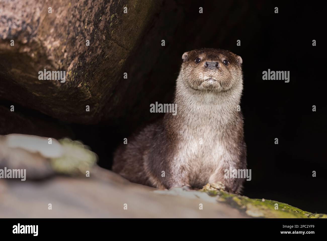 Scottish otter Banque de photographies et d’images à haute résolution ...