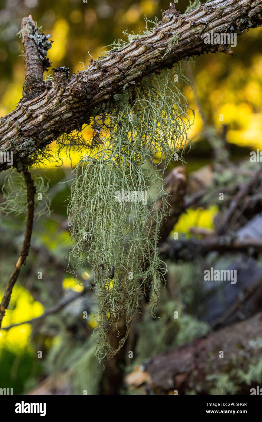 Gros plan du lichen Usnea Filipendula et d'une plante parasite dans une ...