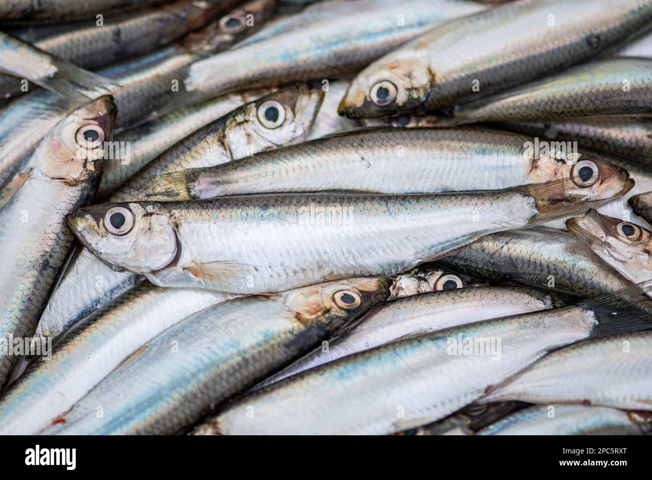 Russian sardine Banque de photographies et d’images à haute résolution ...
