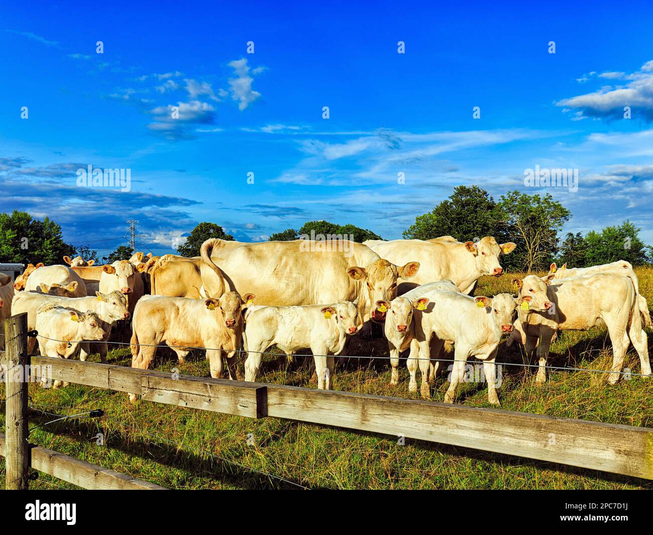 Bovins charolais (Bos primigenius taurus), troupeau, élevage de taureaux avec vaches et veaux ...