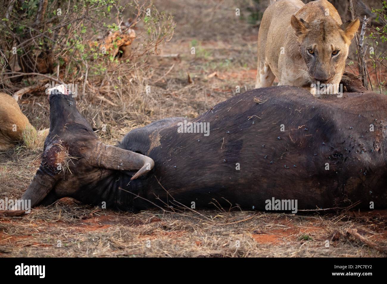 Un lion mange un buffle d'eau précédemment chassé dans la savane. Belle ...