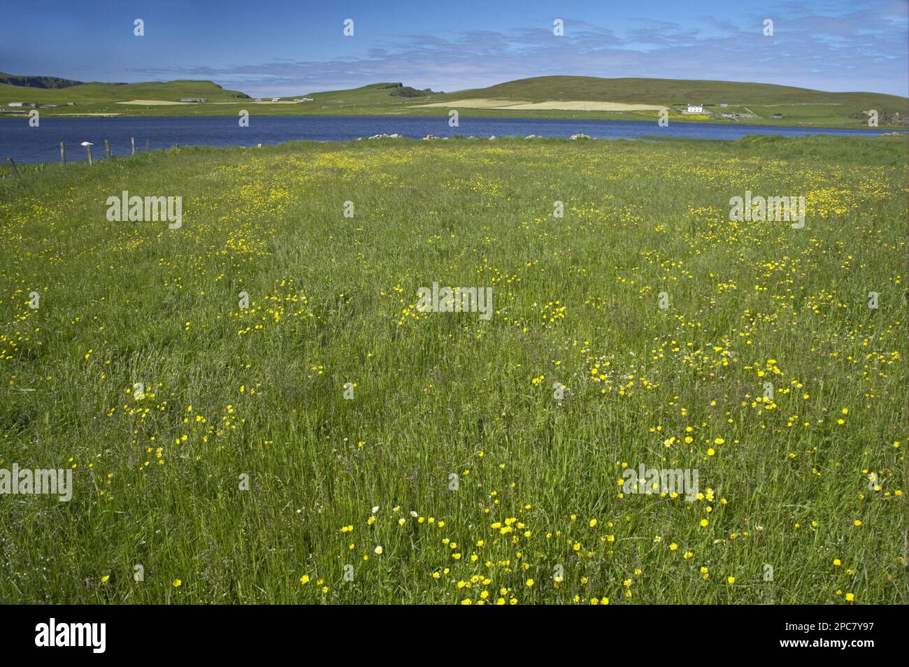 Fleurs sauvages sur le bord du loch d'eau douce, Loch Spiggie, Loch ...