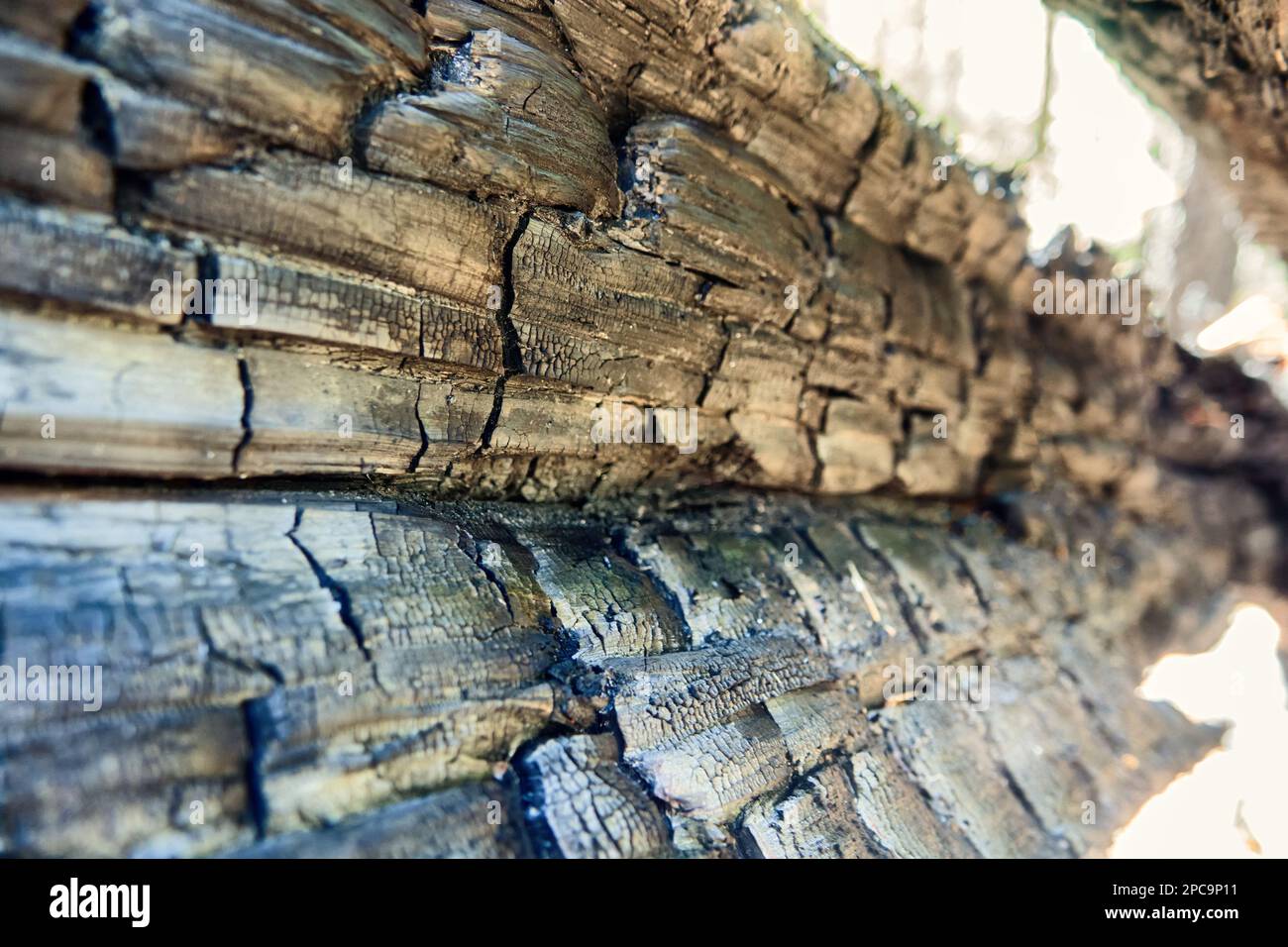 Forêts boréales endommagées par le feu. Forêts boréales brûlées. Feu de ...