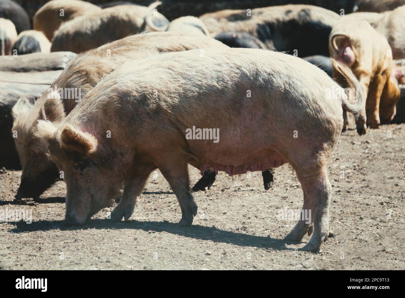 Élevage de porcs. Race blanche de porc steppe ukrainienne. Construction grossière, tolère une ...