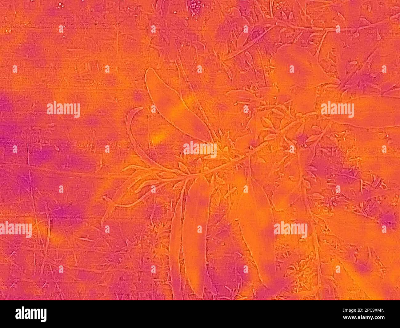 Arrière-plan des plantes capturées sur la caméra infrarouge. Plantez ...