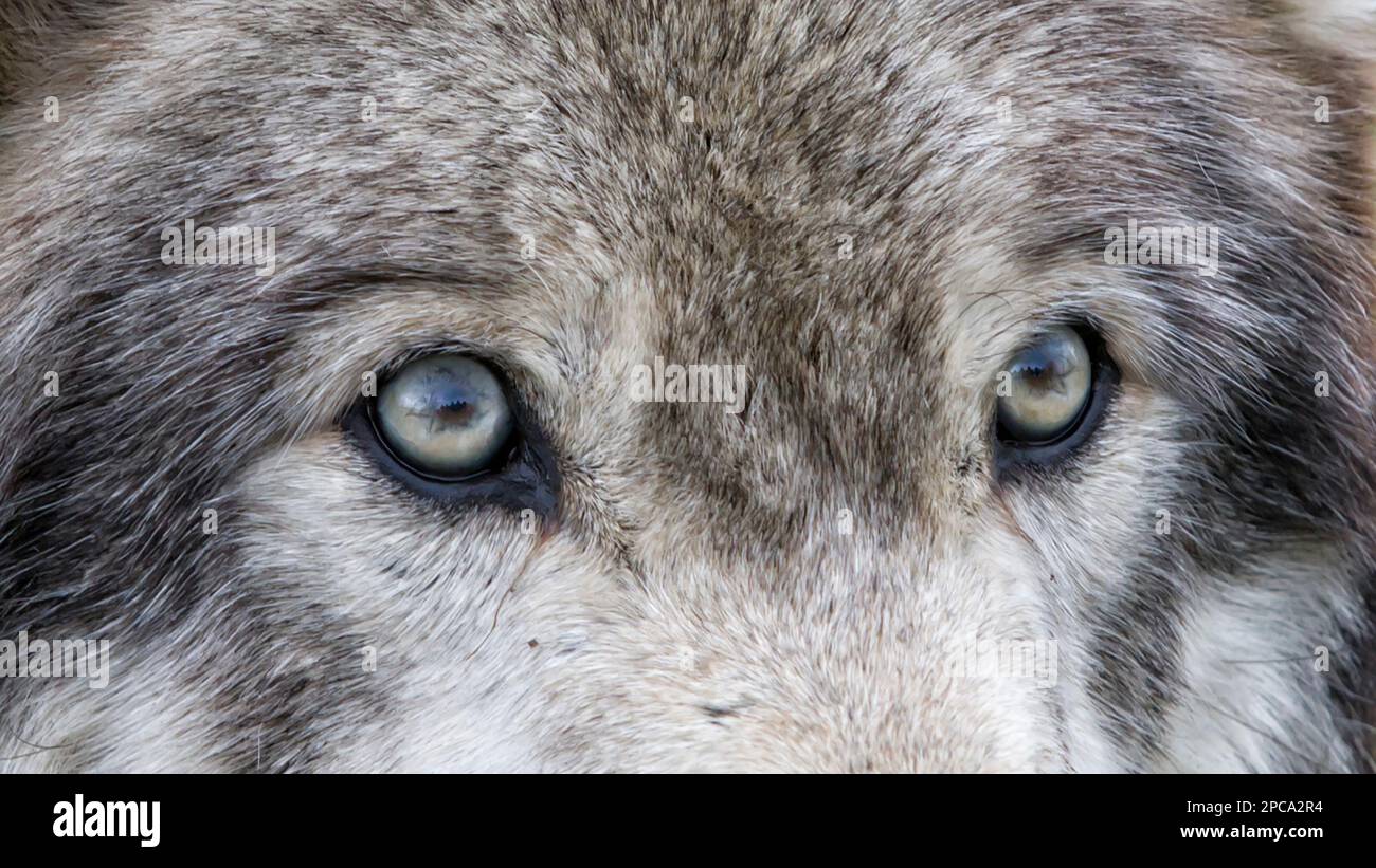Yeux de loup Banque de photographies et d’images à haute résolution - Alamy