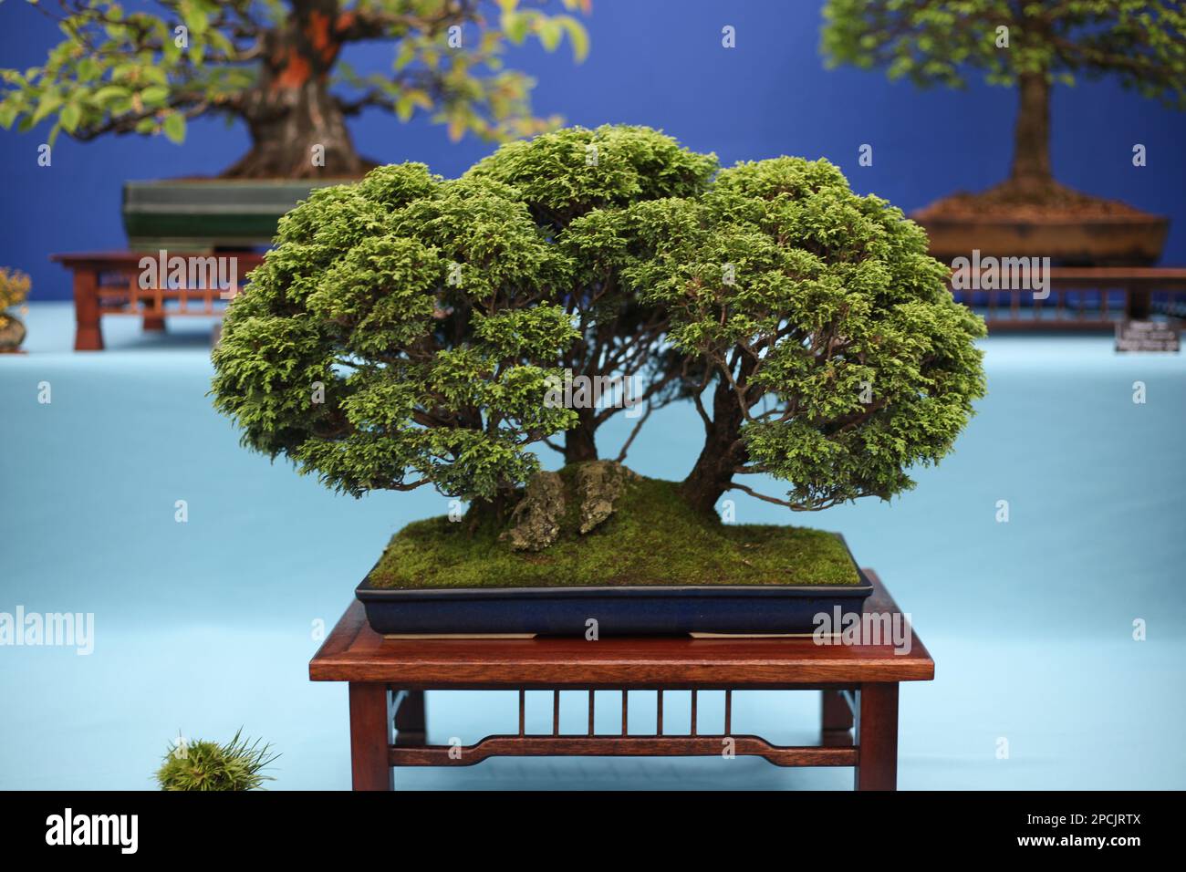 Exotic japanese tree Banque de photographies et d’images à haute ...