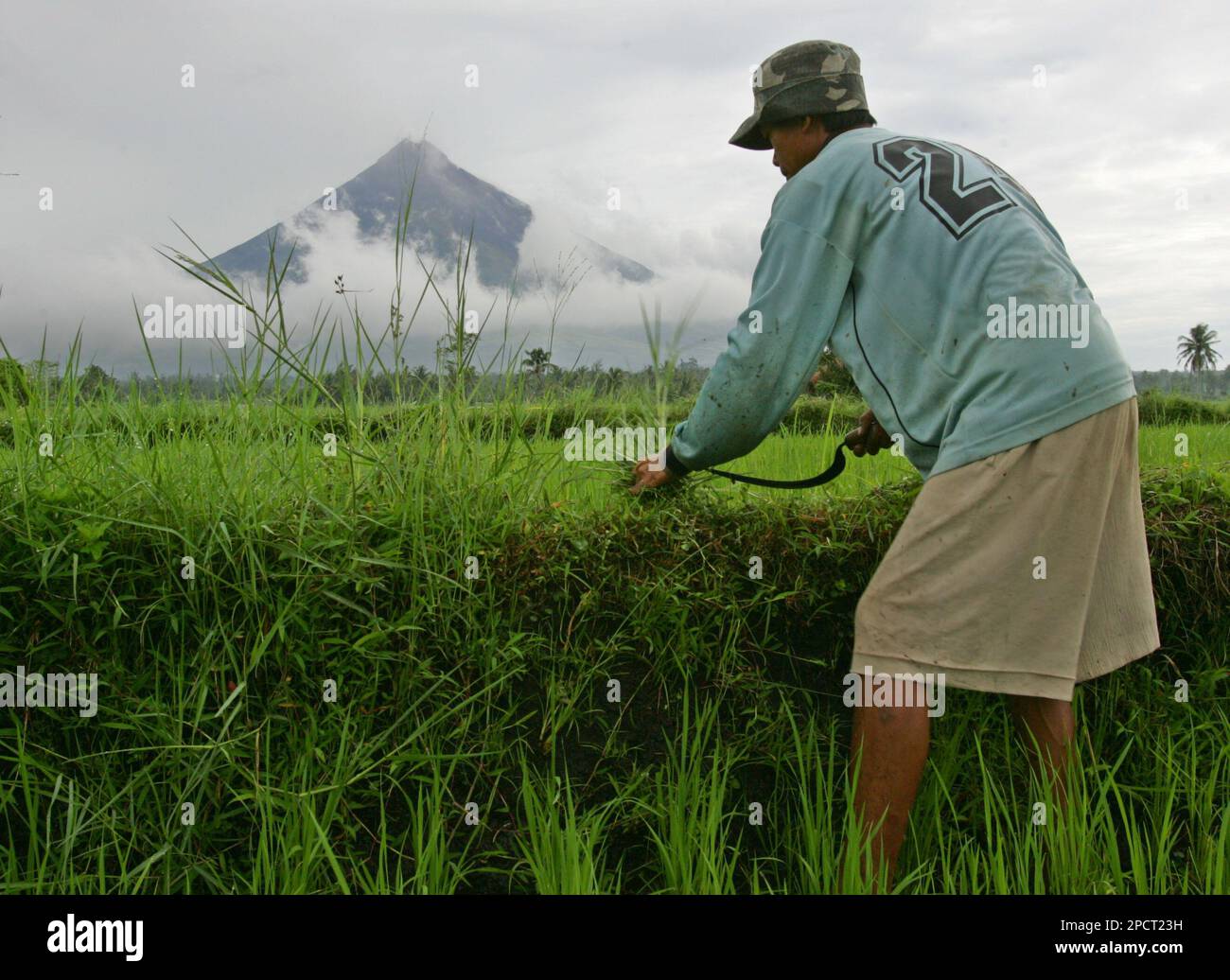Filipino farmer Roderick Besa weeds out his rice field at Cagsawa ...