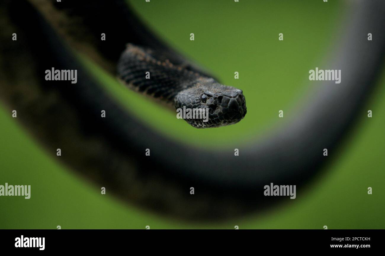 ** ADVANCE FOR SUNDAY JULY 16 ** A poisonous Black Phase Timber ...