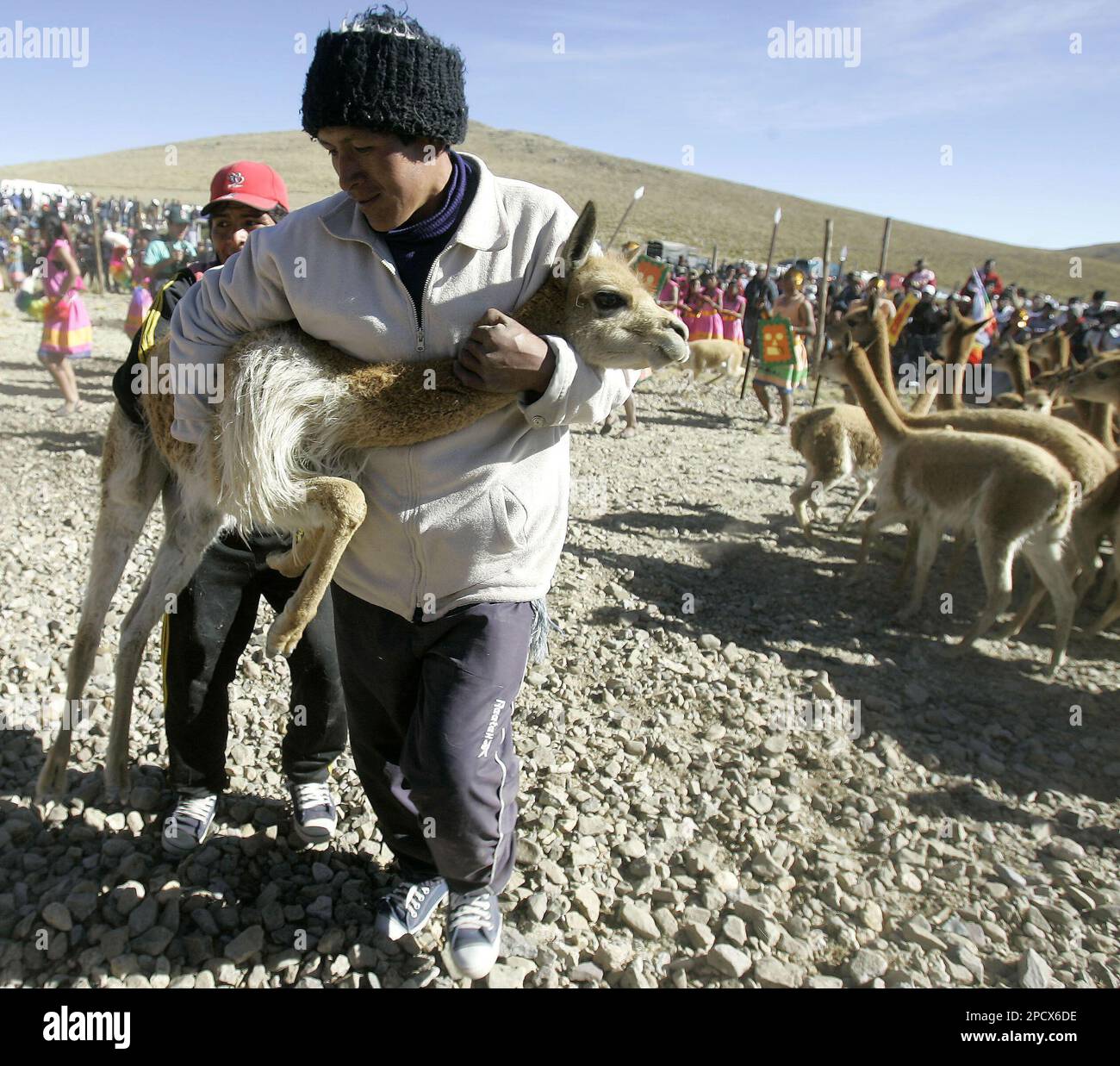 A highland Peruvian farmer carries a protected vicuna on an Andean ...