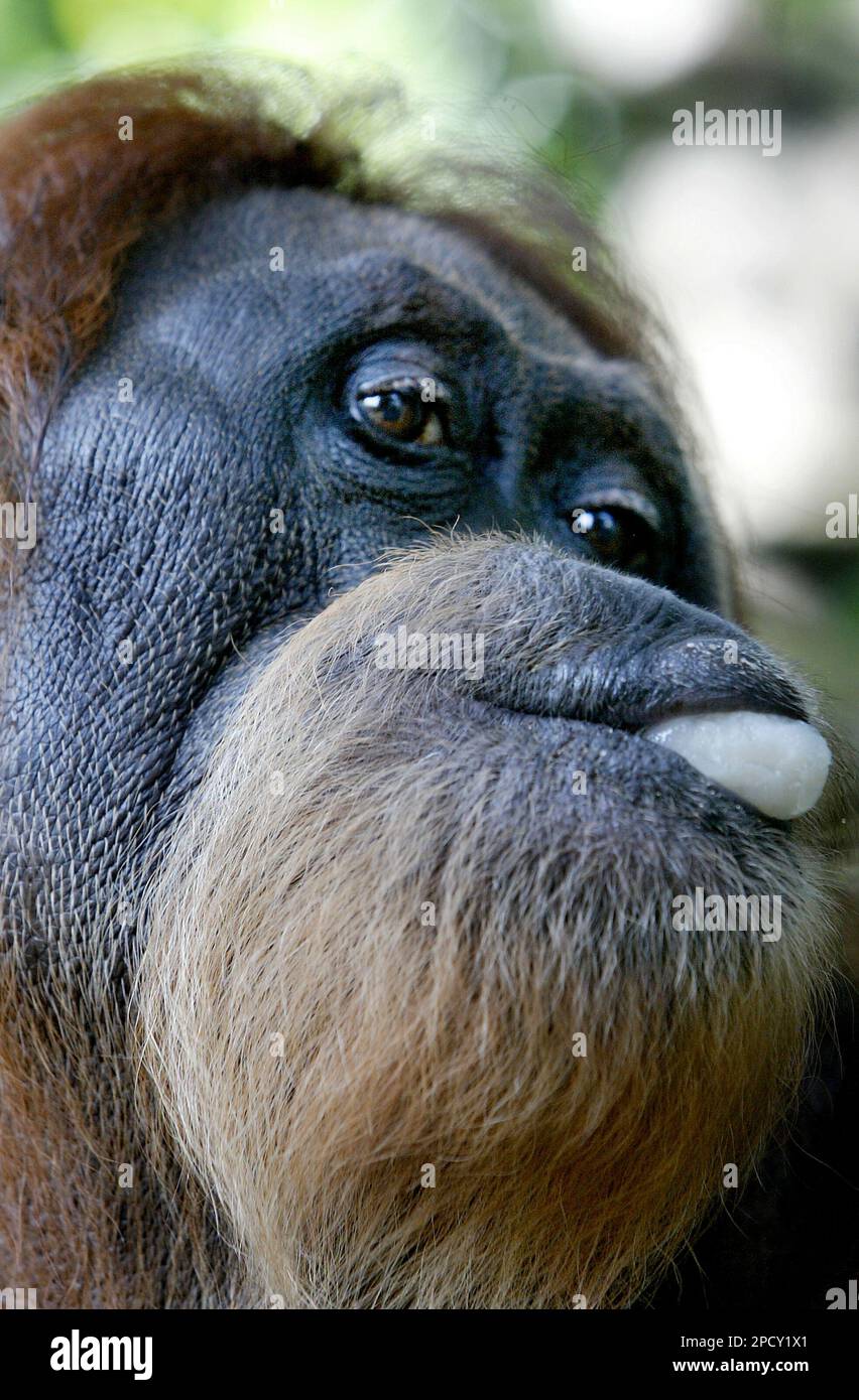 Singapore's oldest orangutan living in captivity, Ah Meng, eats her ...