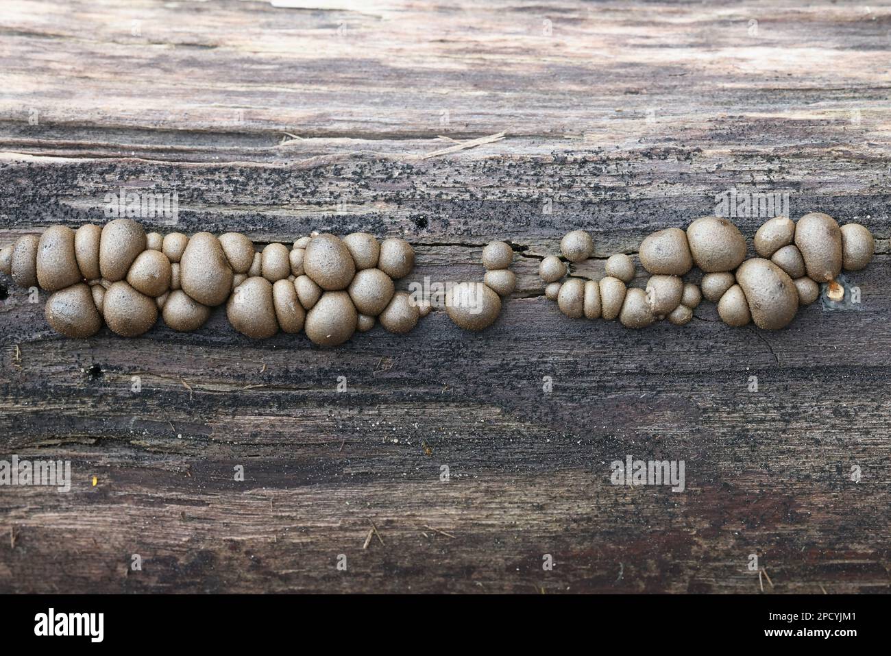 Lycogala epidendrum, communément connu sous le nom de lait de loup ...