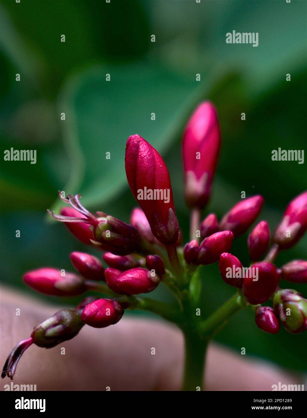 Ruby rose Banque de photographies et d’images à haute résolution - Alamy