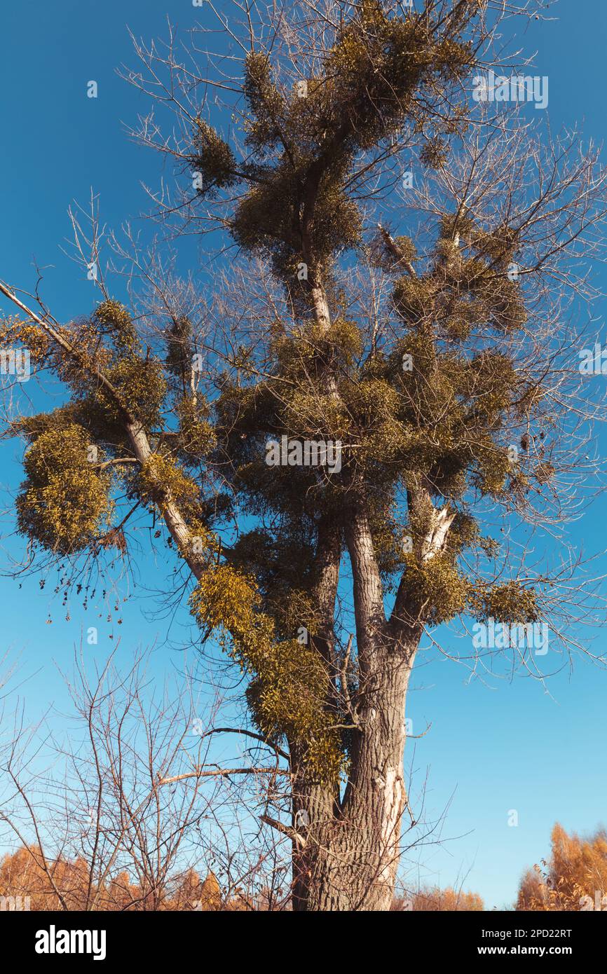 Un vieux arbre surcultivé avec le GUI, une plante parasite. Symbole de ...