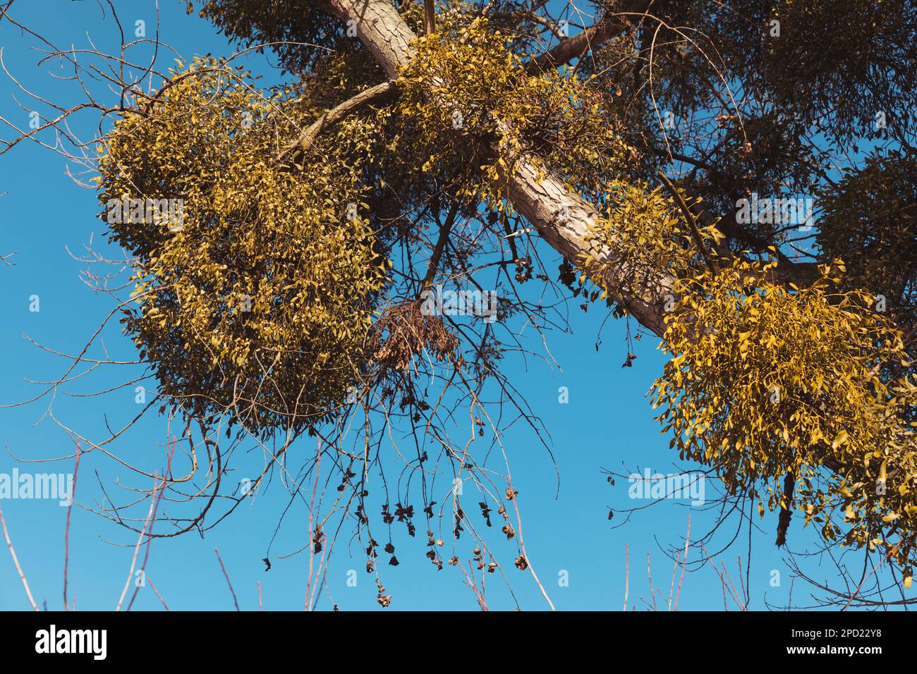 Un vieux arbre surcultivé avec le GUI, une plante parasite. Symbole de ...