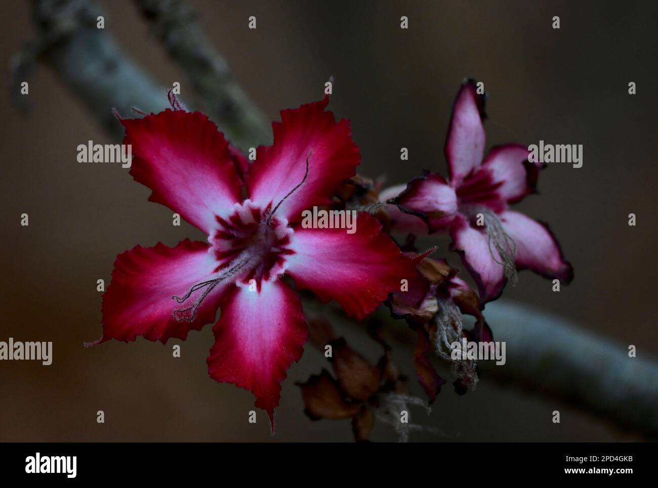 Flora y fauna africa Banque de photographies et d’images à haute ...