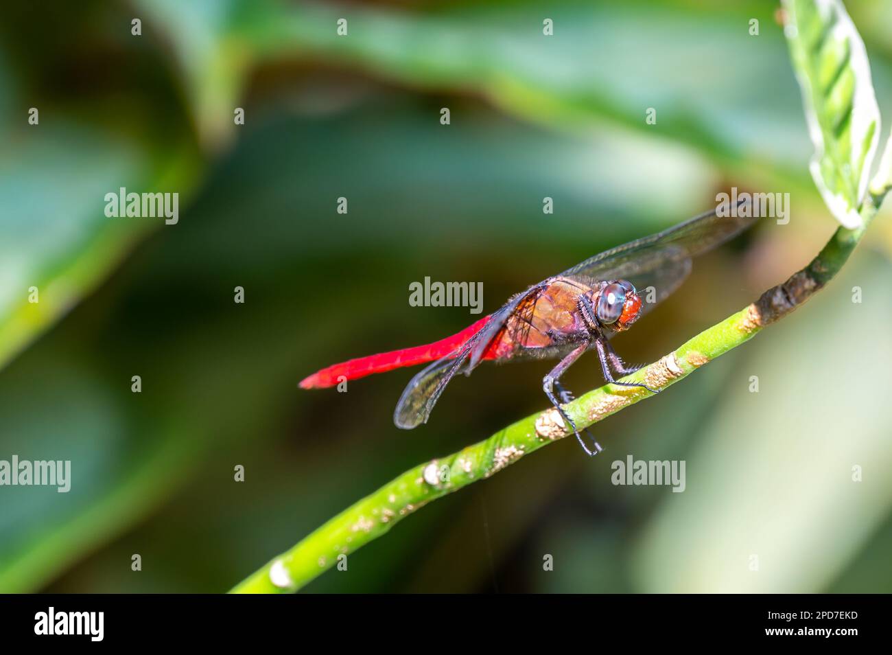 Le skimmer touffeté du rachis, ou faucon de marais rouge à dos brun ...