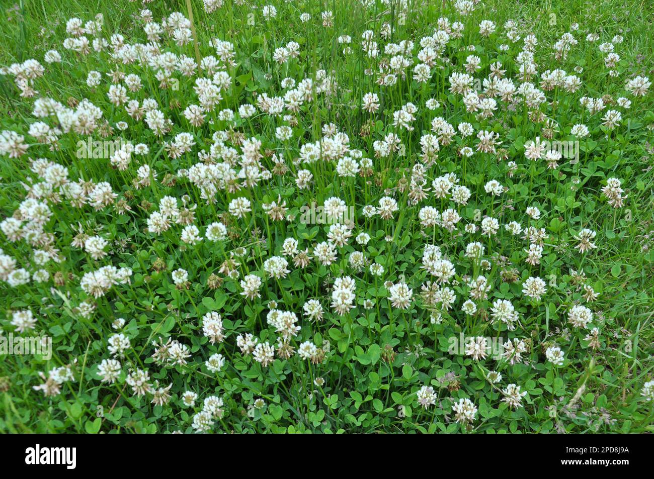 Tige rampante Banque de photographies et d’images à haute résolution ...