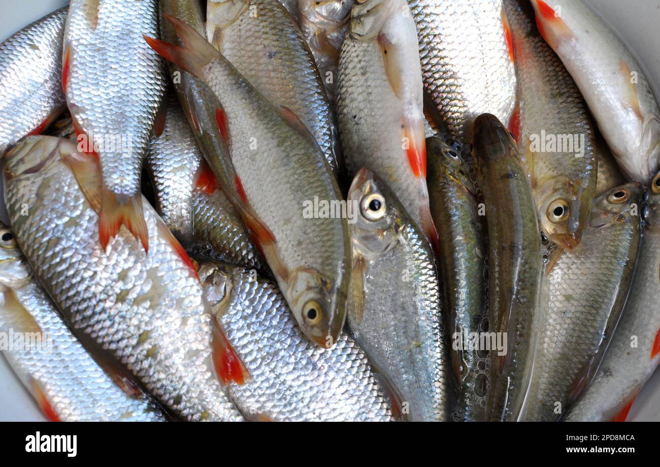 Rutilus rutilus fish Banque de photographies et d’images à haute ...