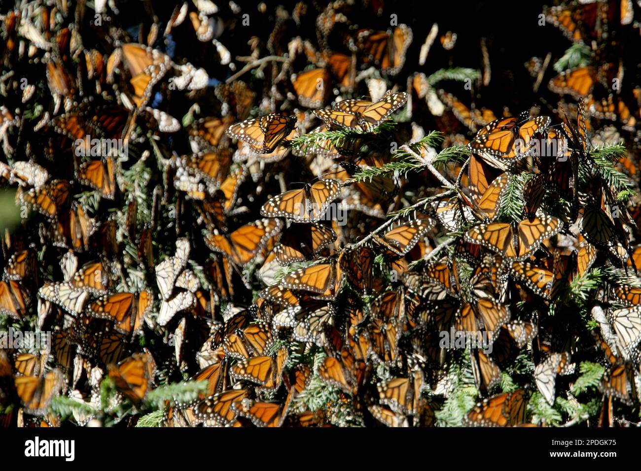 Monarch butterflies gather on a tree branch at the Monarch Butterfly ...