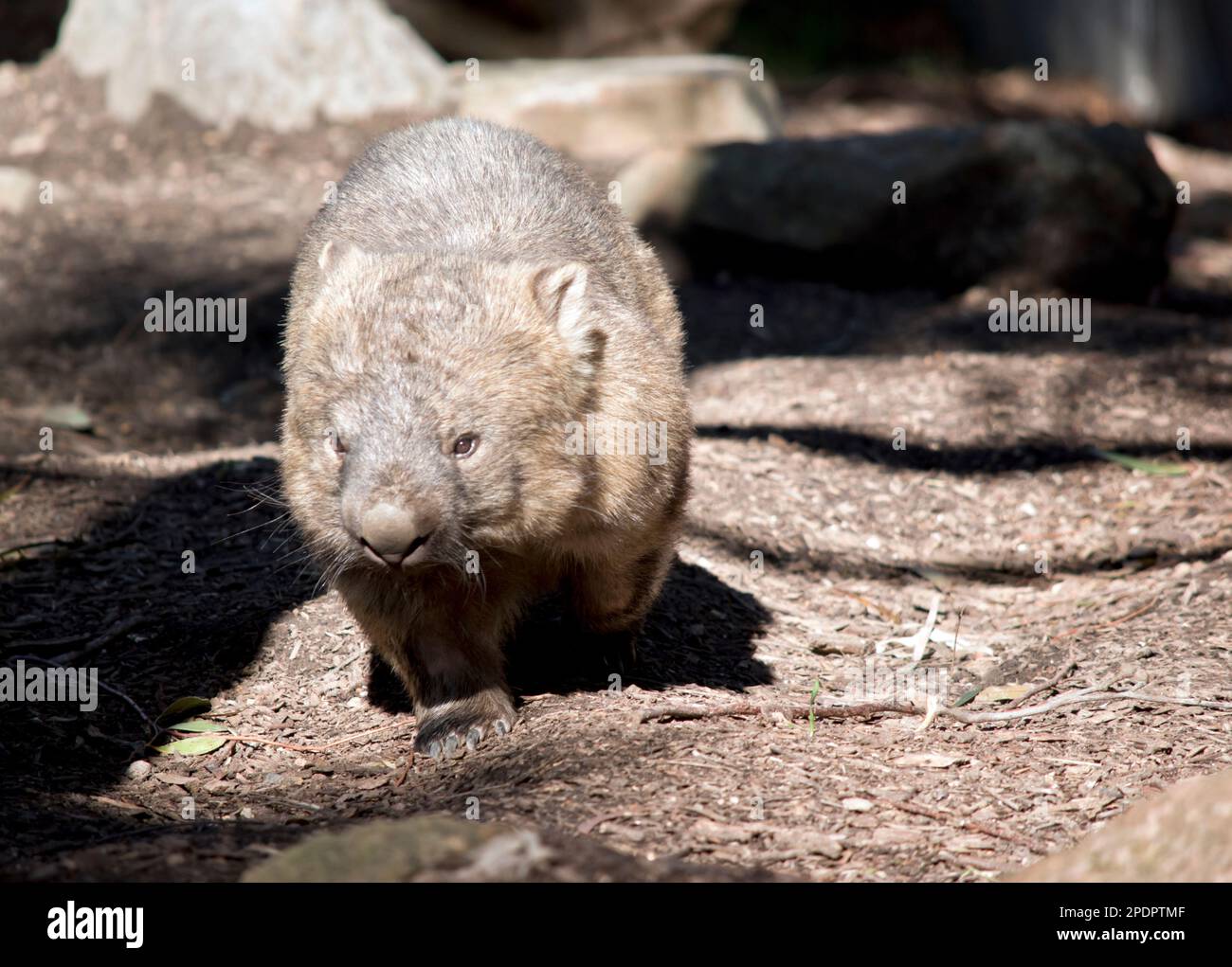 l'utérus commun vit dans les terriers sous terre il a des griffes ...