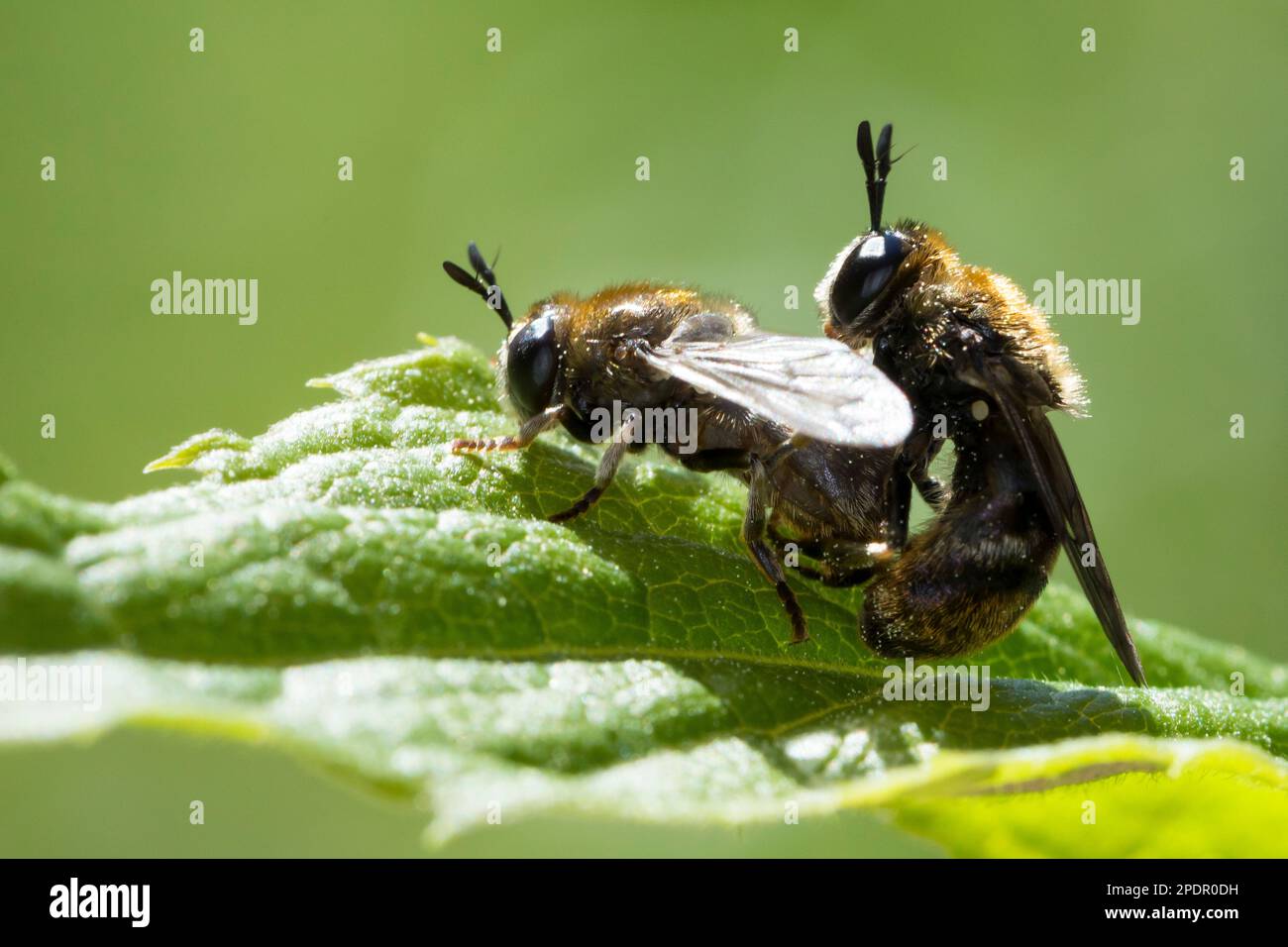 Ameisen schwebfliege Banque de photographies et d’images à haute ...
