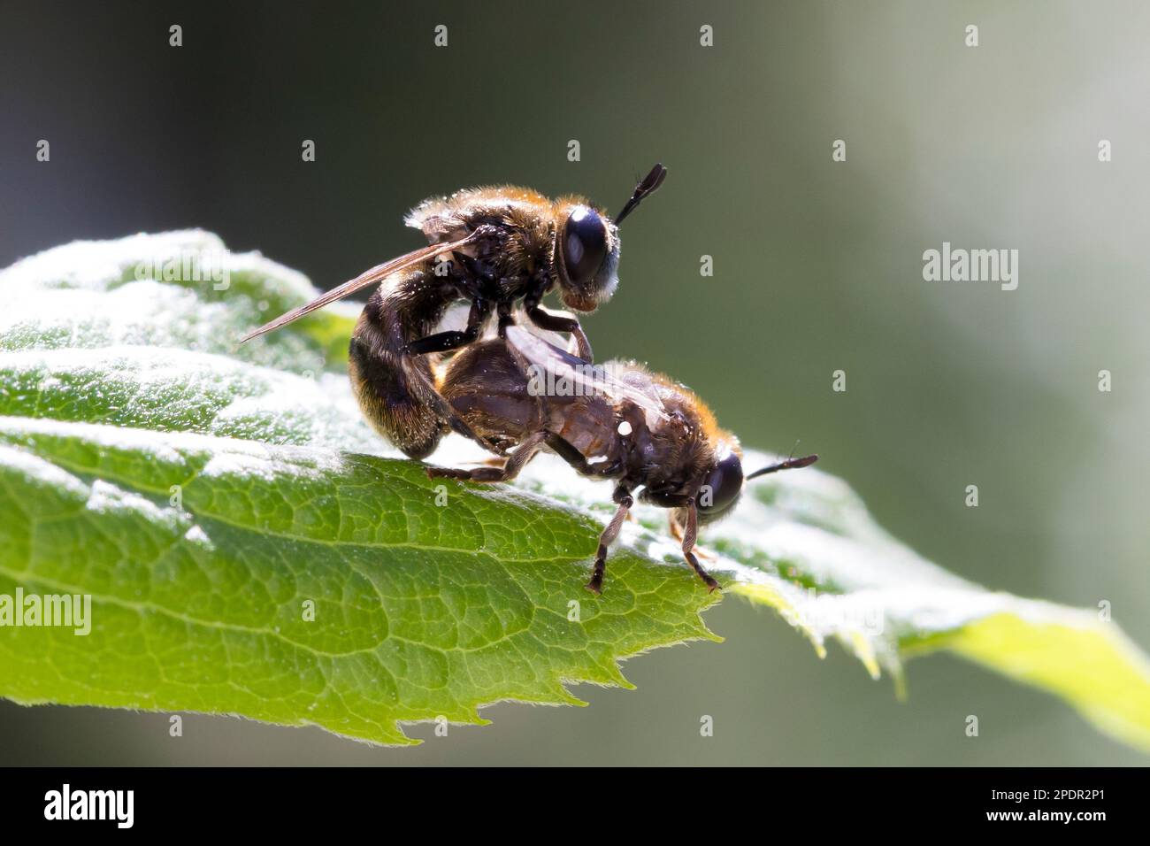 Ameisen schwebfliege Banque de photographies et d’images à haute ...