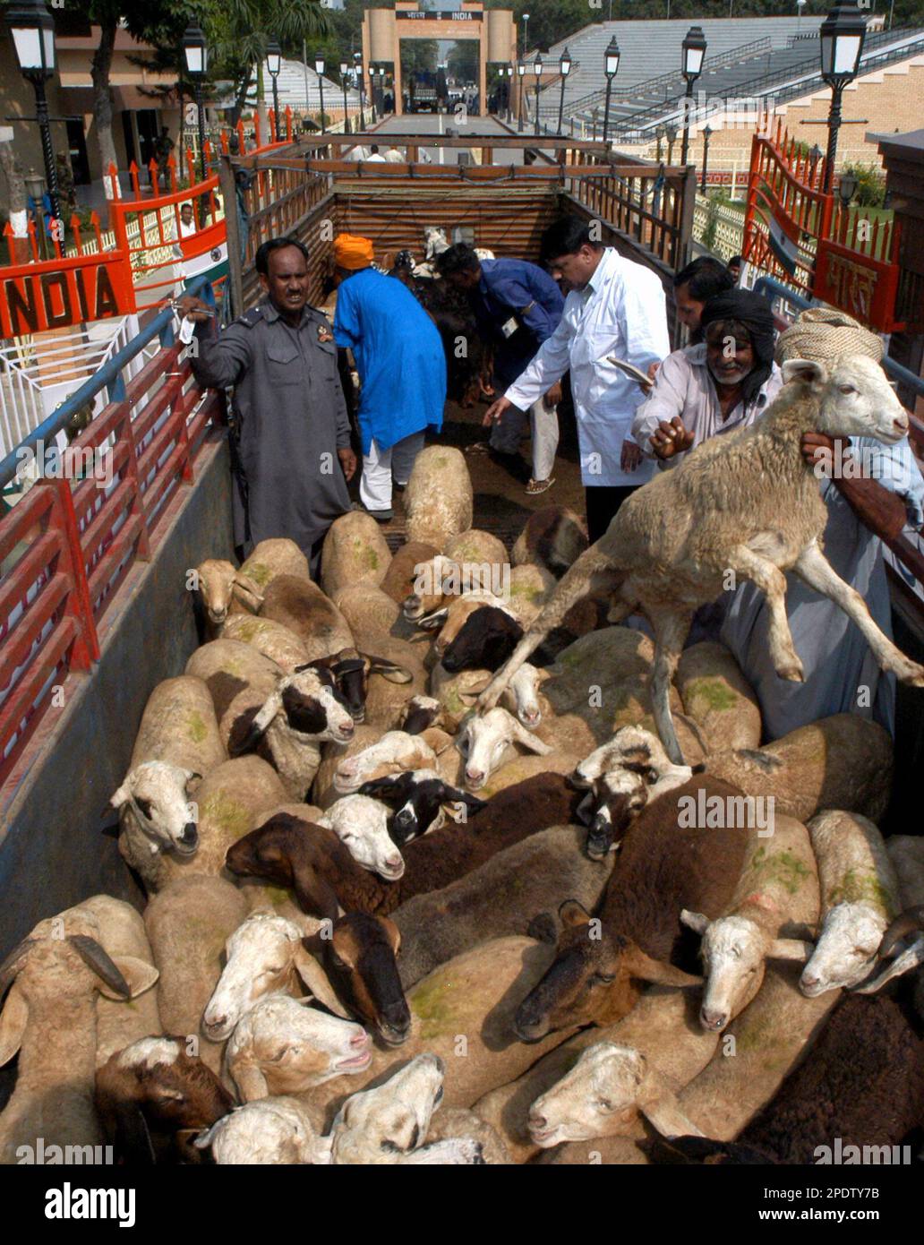Porters of Pakistan and India load goats onto a truck in Wagah, the ...