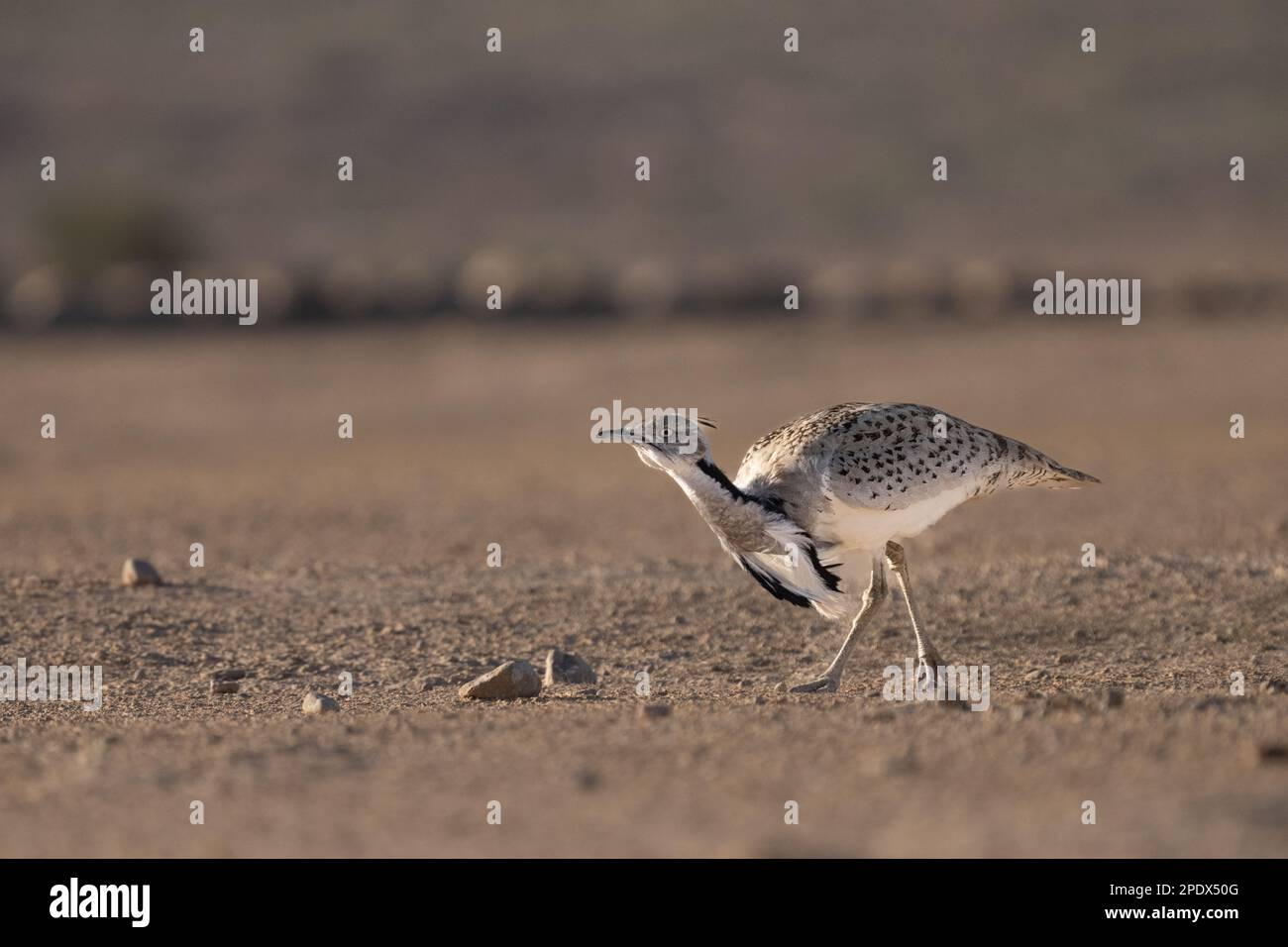 Houbara asiatique Banque de photographies et d’images à haute ...