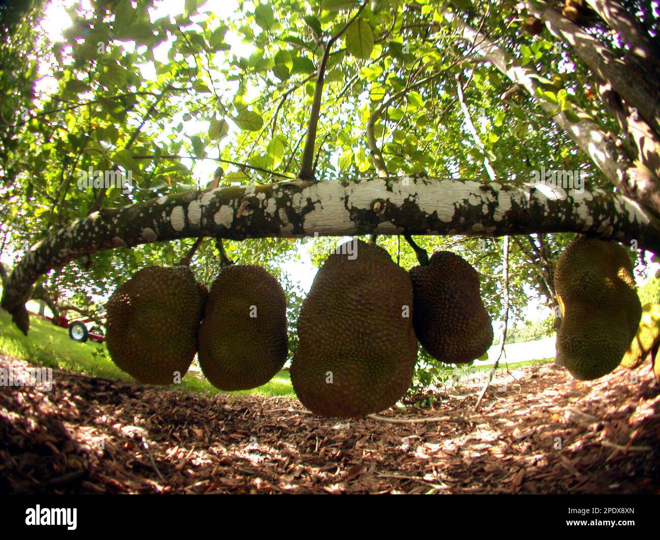 Several large Jack Fruit grow on a tree limb at the Fruit and Spice ...