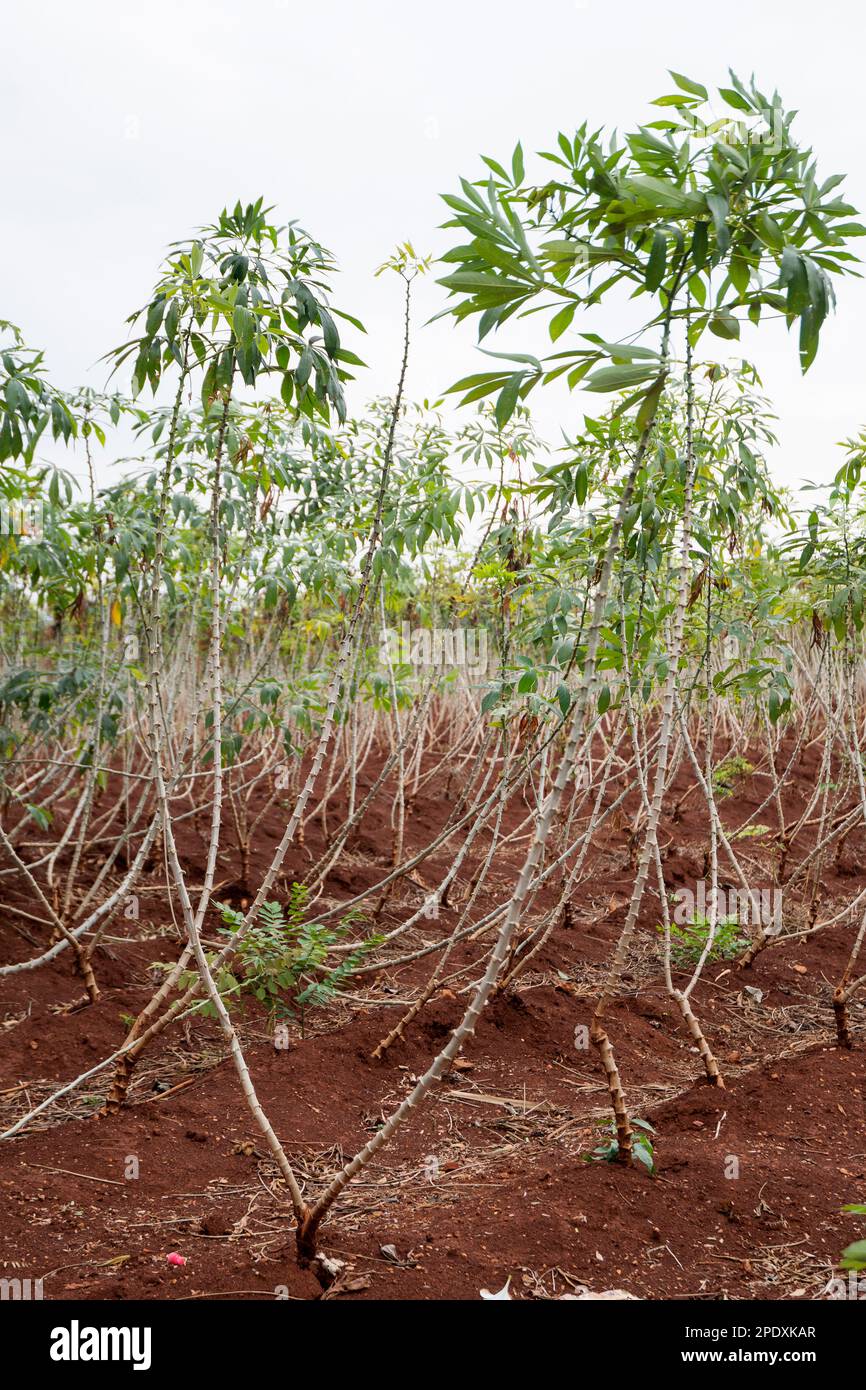 Saison de plantation du manioc Banque de photographies et d’images à ...