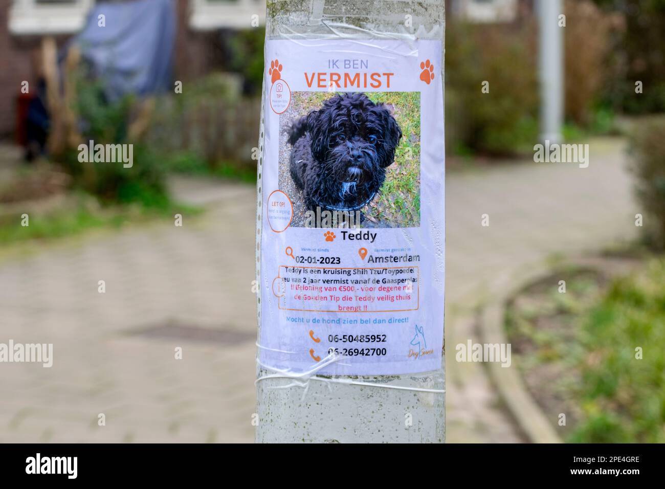 Affiche pour chien disparu Banque de photographies et d’images à haute ...
