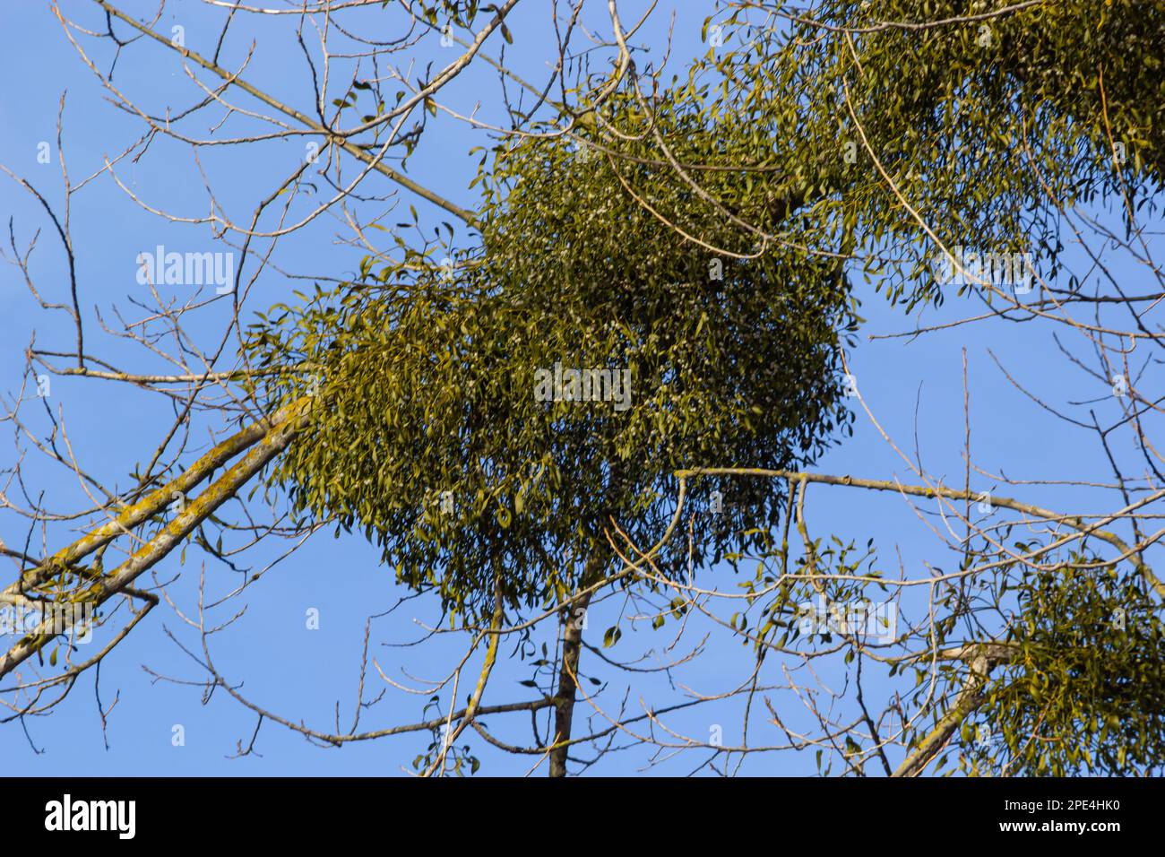 Un arbre malade flétrisé attaqué par le GUI, viscum. Ce sont des ...