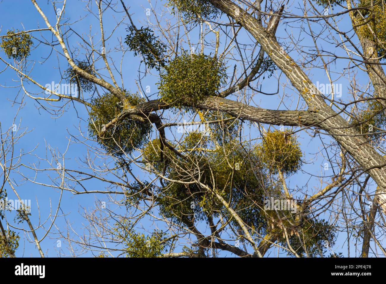 Un arbre malade flétrisé attaqué par le GUI, viscum. Ce sont des ...