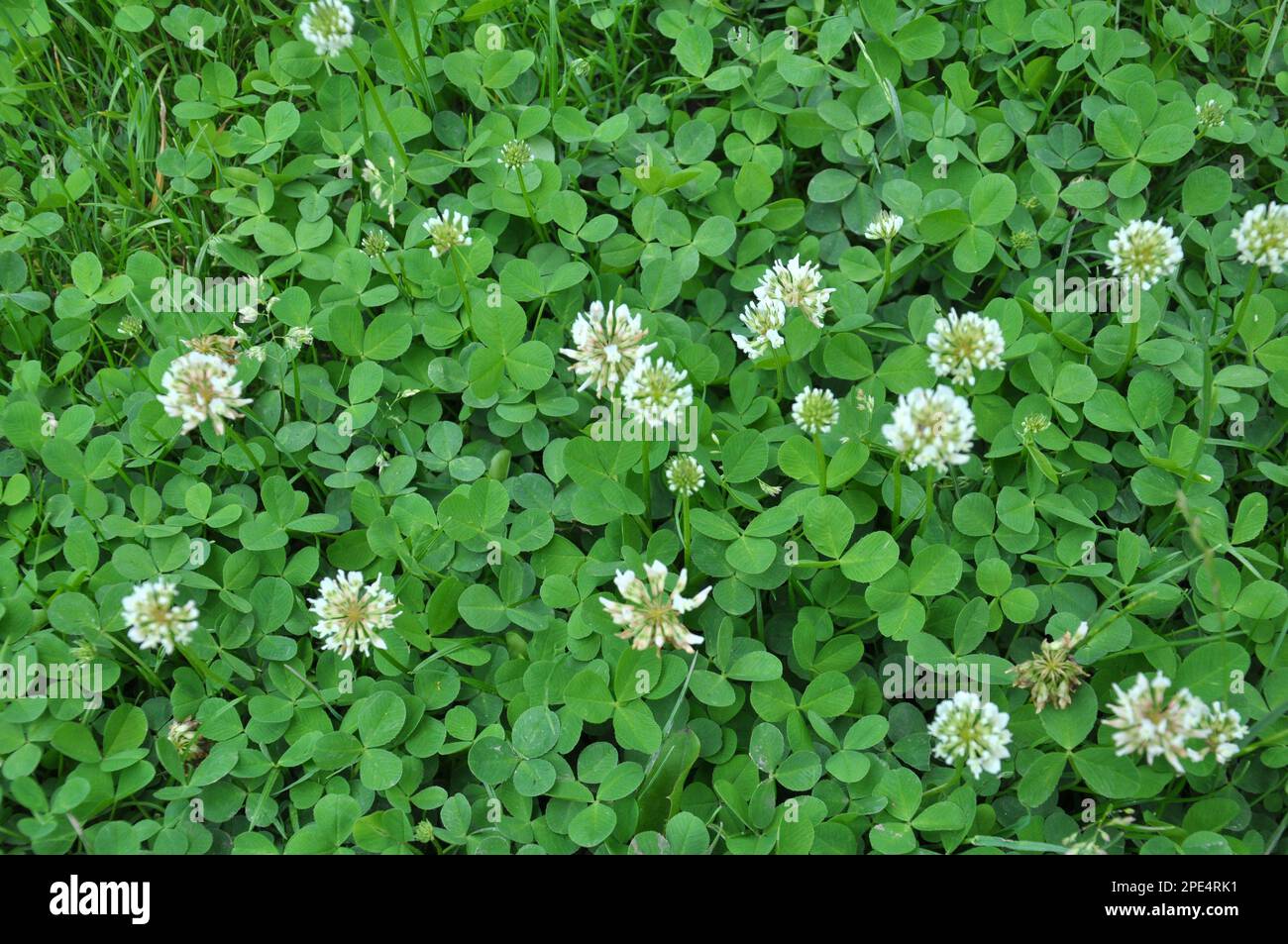 Trèfle rampant Banque de photographies et d’images à haute résolution ...