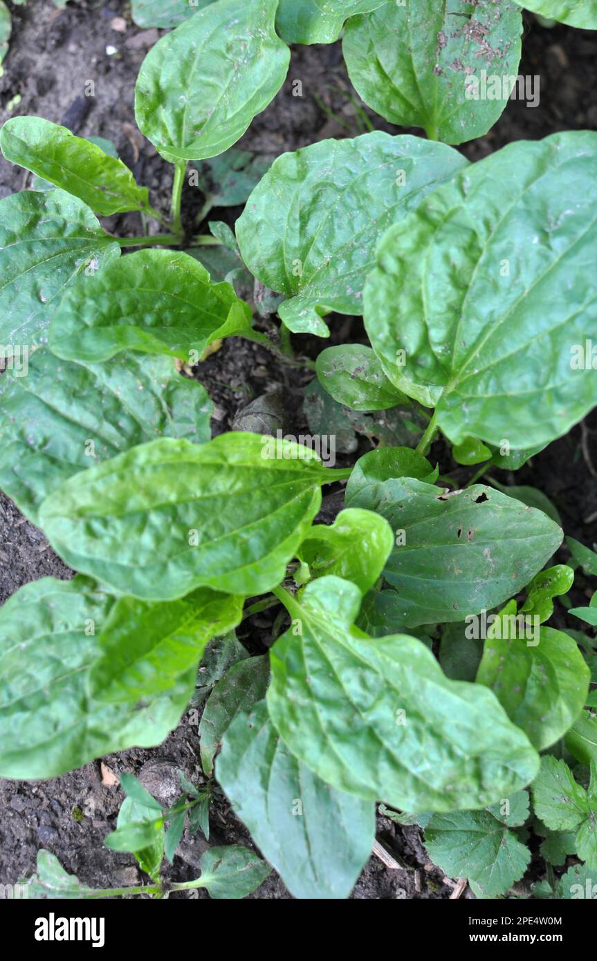 En été, le plantain est grand (Plantago Major, Plantago borysthoenica ...